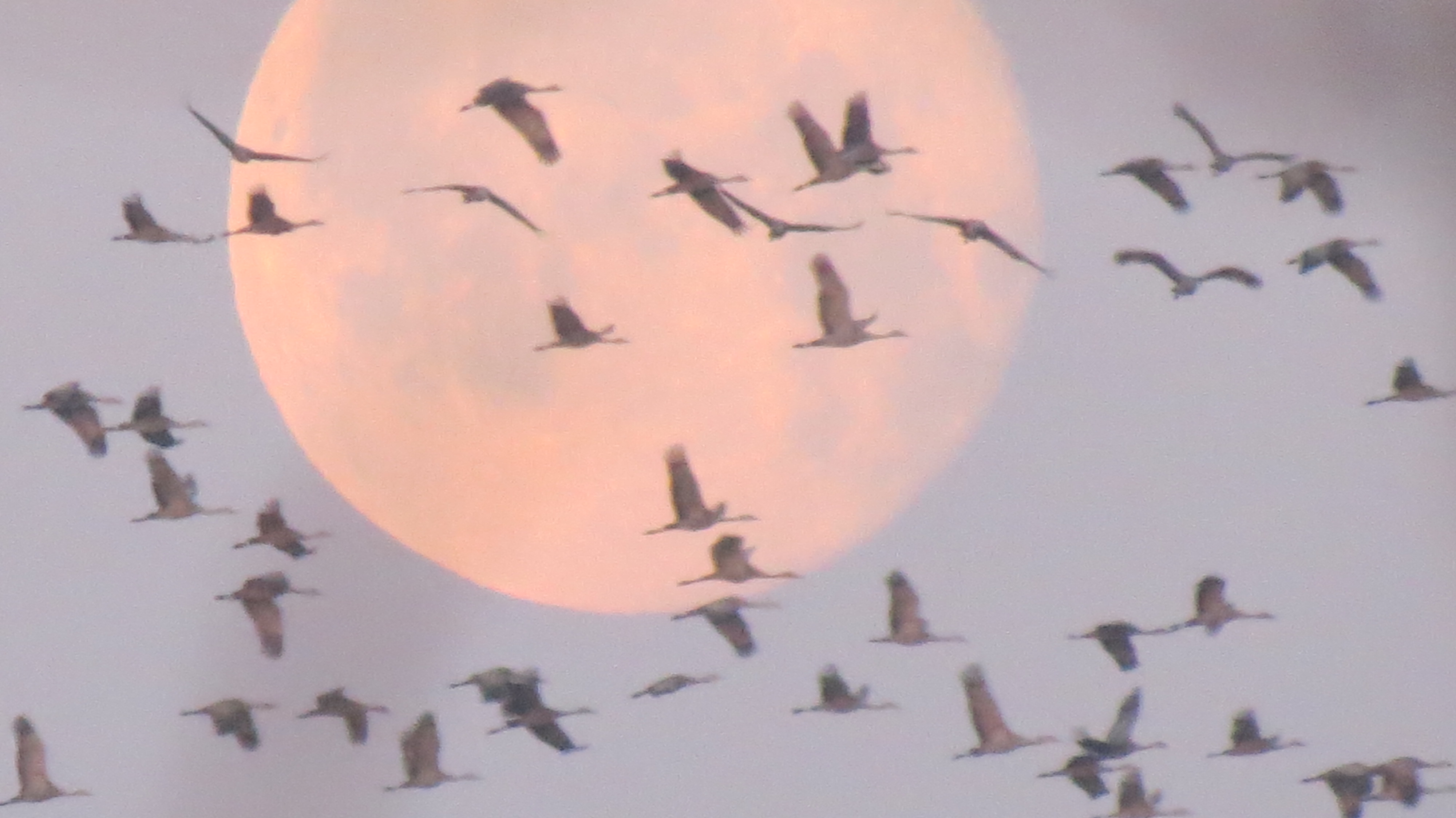 LOOKER-UPPERS | Boreal B[l]og