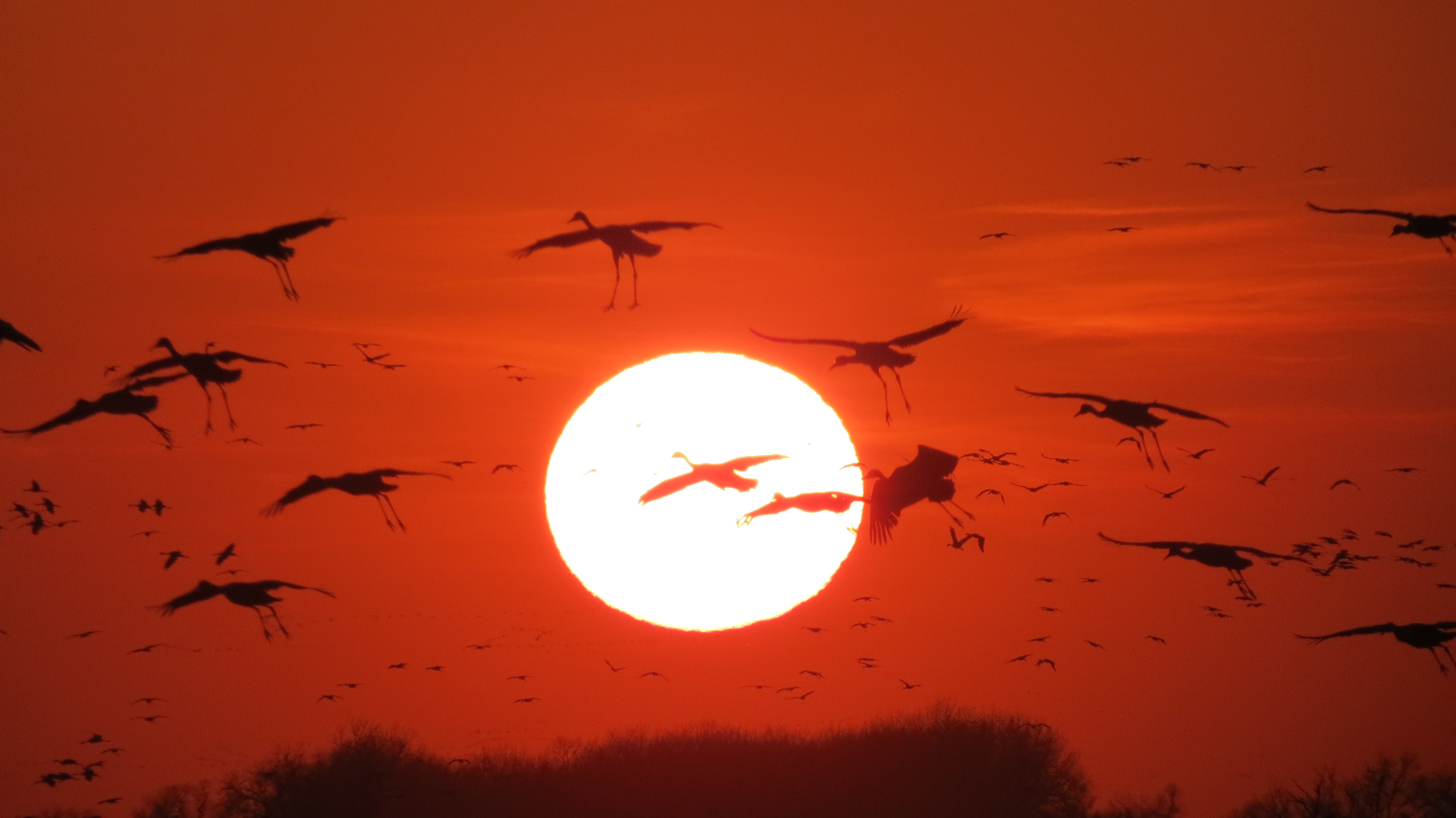 LOOKER-UPPERS | Boreal B[l]og