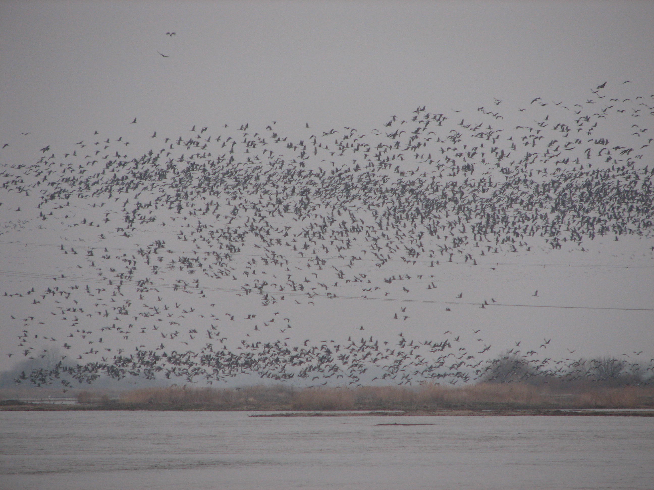 LOOKER-UPPERS | Boreal B[l]og